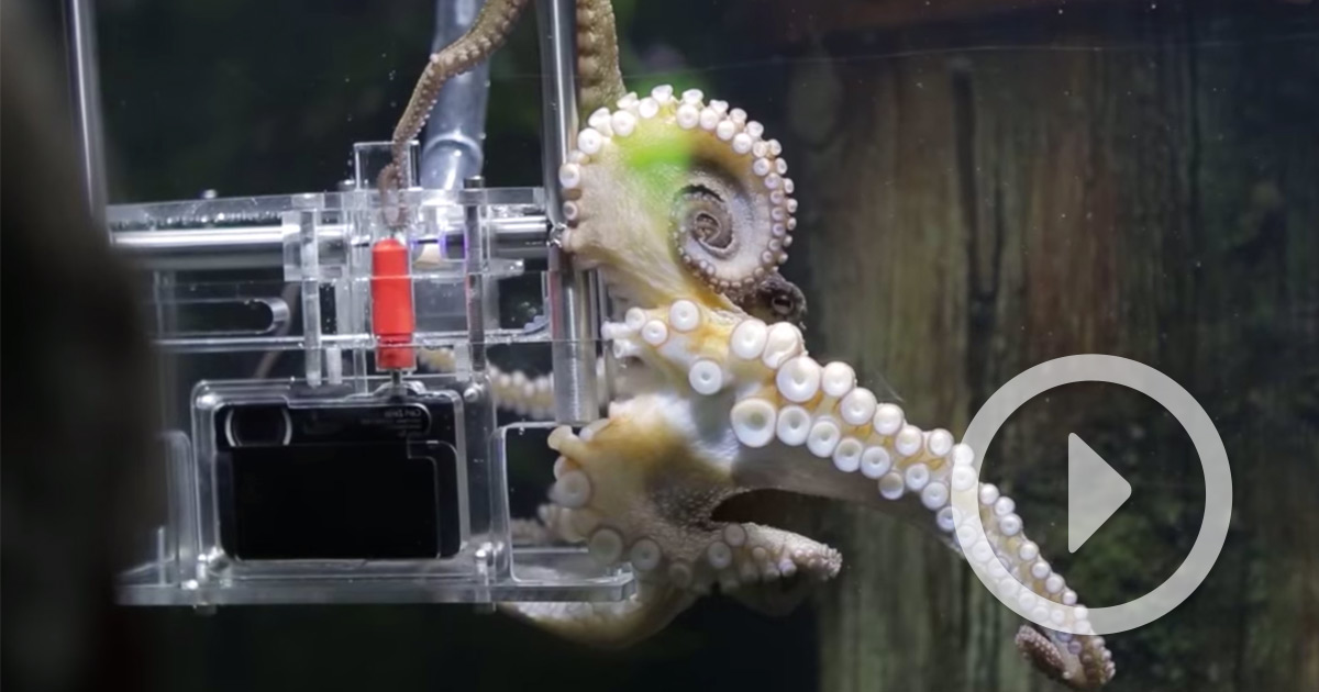 Sony trained an aquarium octopus to take pictures of visitors ...